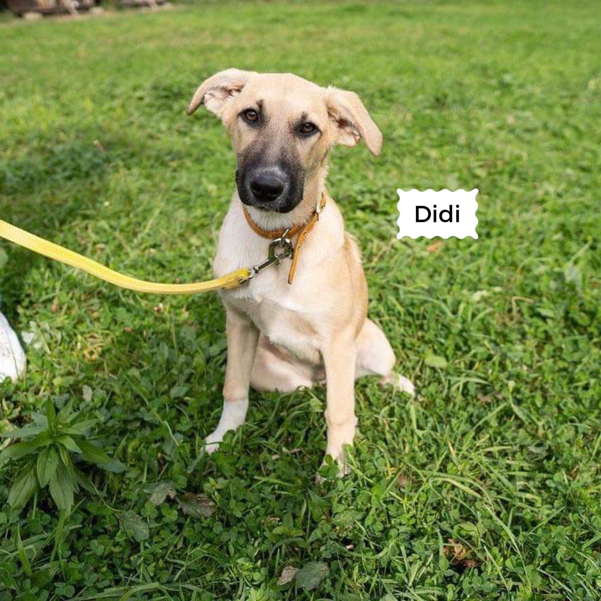 Didi, Daya, and Darsy: Adorable Sibling Pups in Need of Home