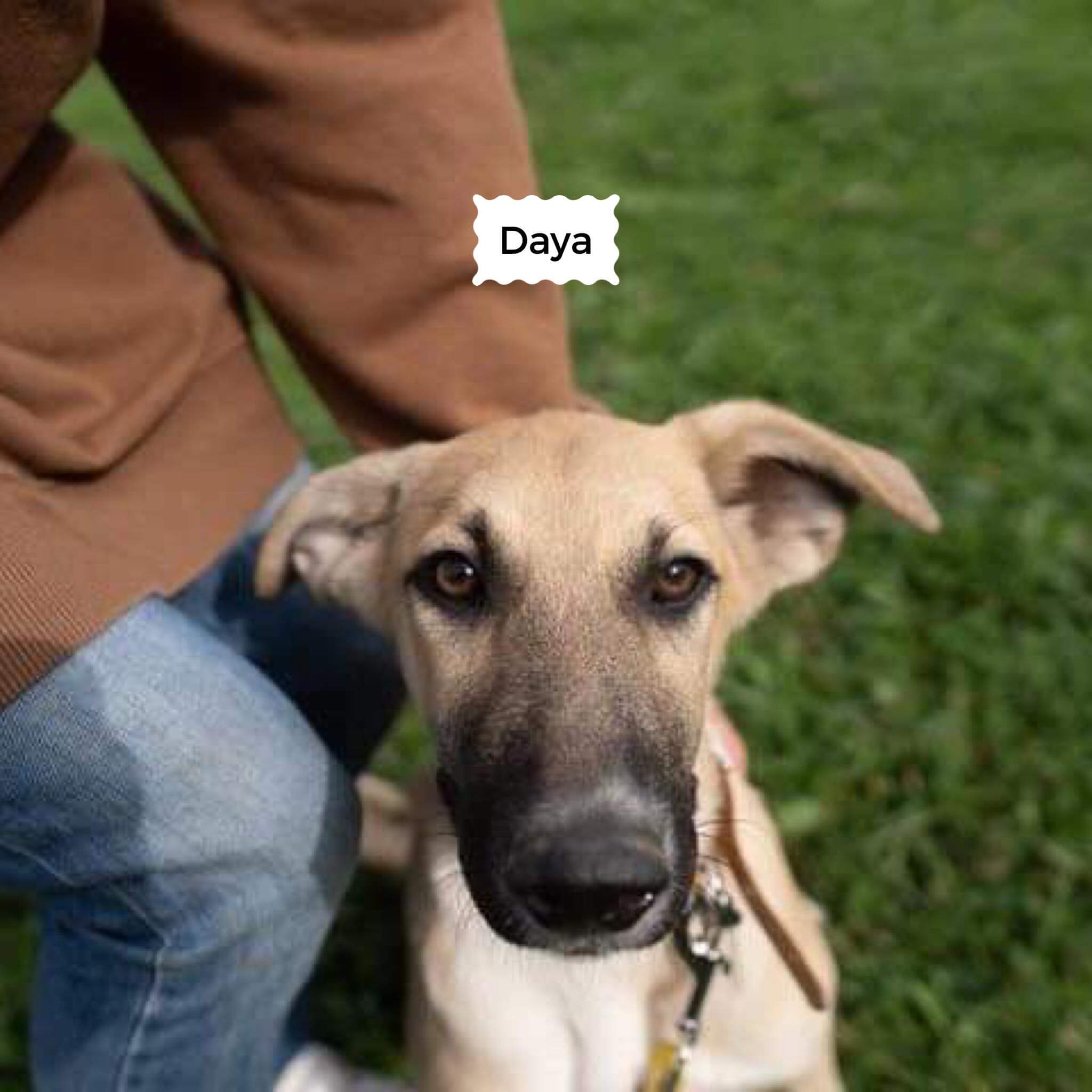 Didi, Daya, and Darsy: Adorable Sibling Pups in Need of Home