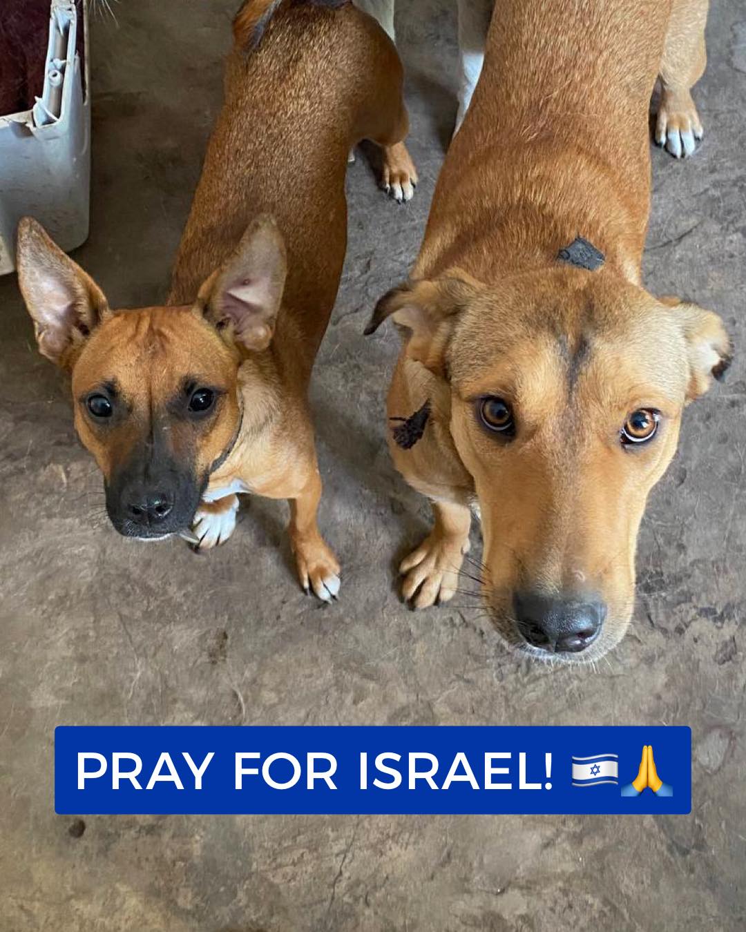 Support Israel and Ukraine in Times of Crisis