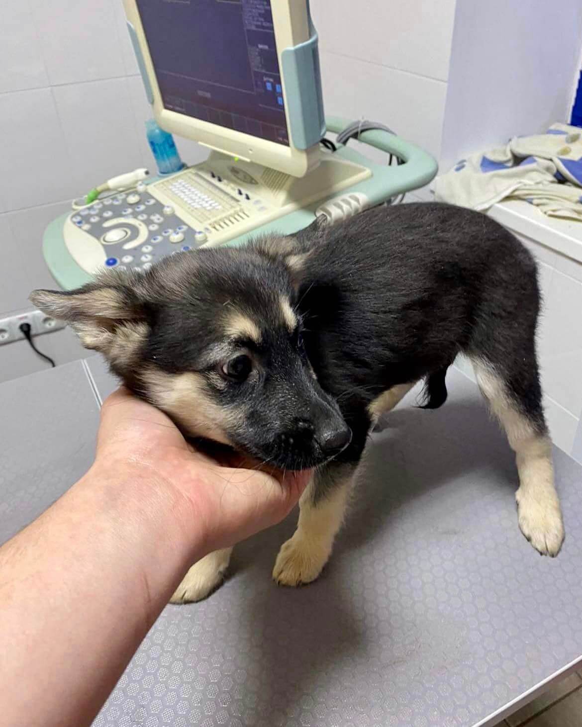 Rescue Street Dogs: Join Our Mission Transform A Street Dog