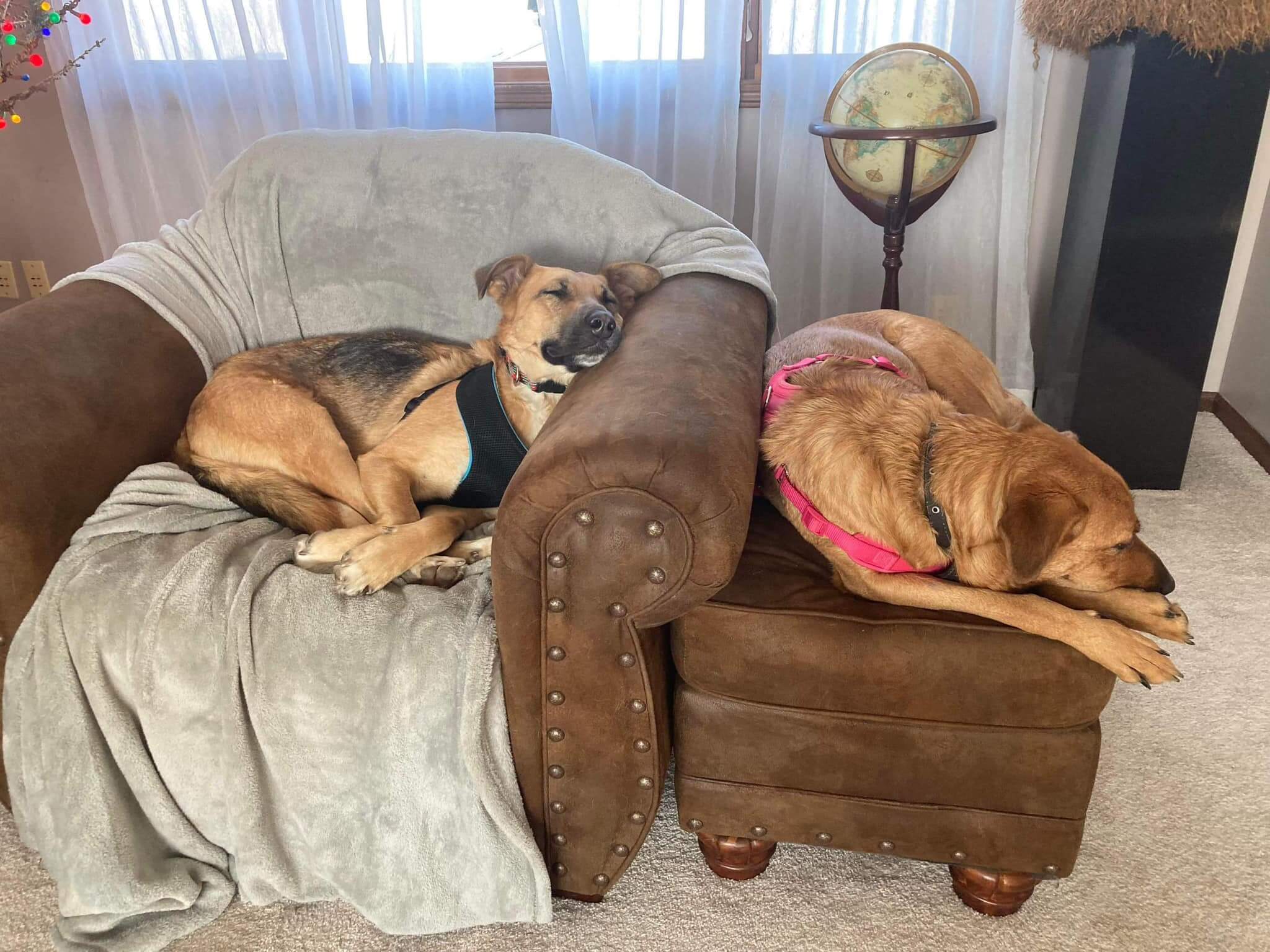Rescue Success: Our Dogs Find Home in the USA!