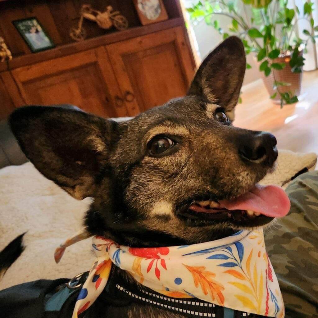 Rescue Success: Our Dogs Find Home in the USA!