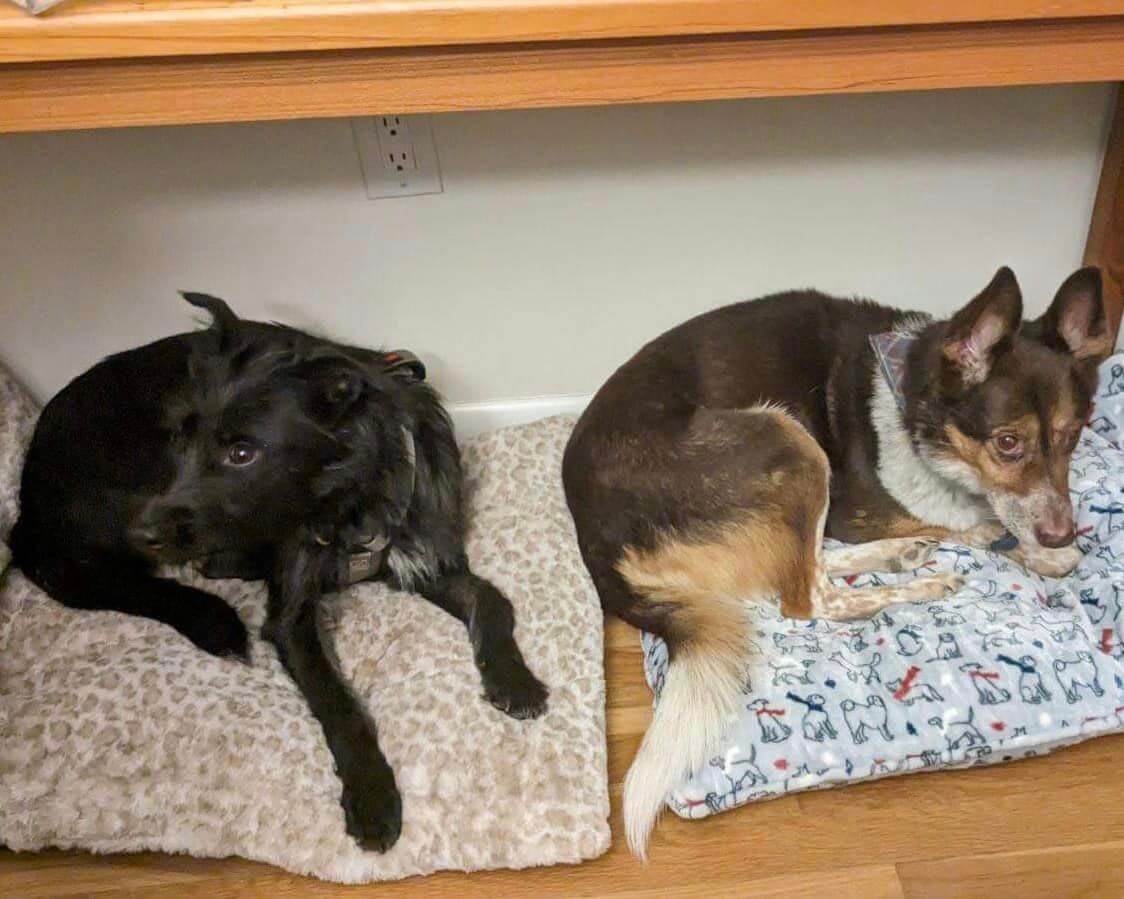 Rescue Success: Our Dogs Find Home in the USA!