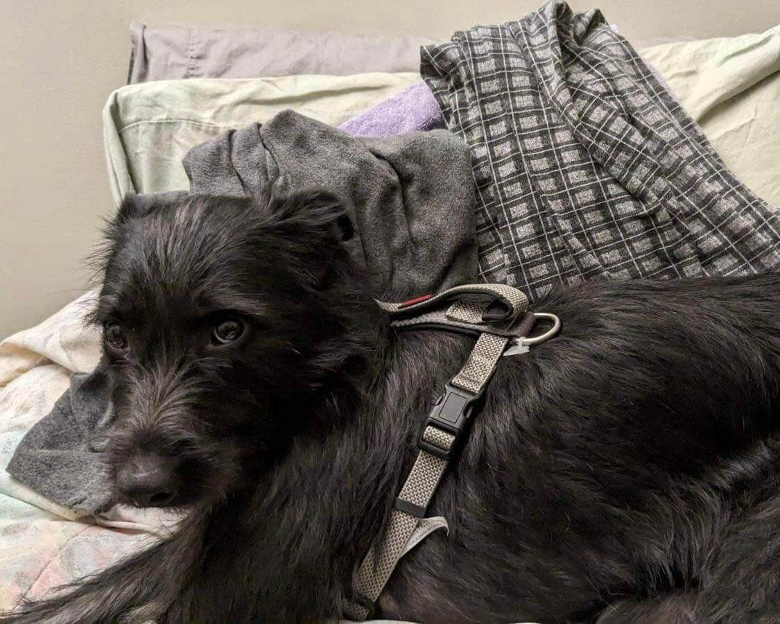 Rescue Success: Our Dogs Find Home in the USA!