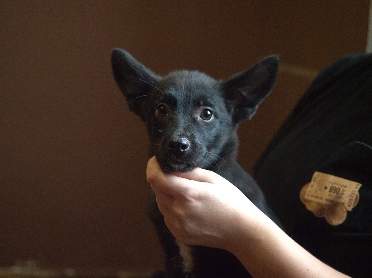 Beylis - Transform A Street Dog