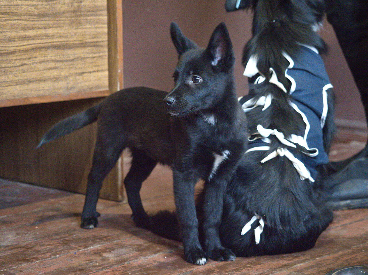 Beylis - Transform A Street Dog