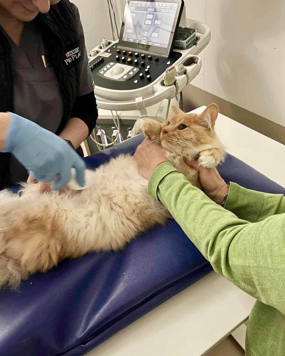 Miraculous Progress: Ryzhik’s 84-Day FIP Journey Update