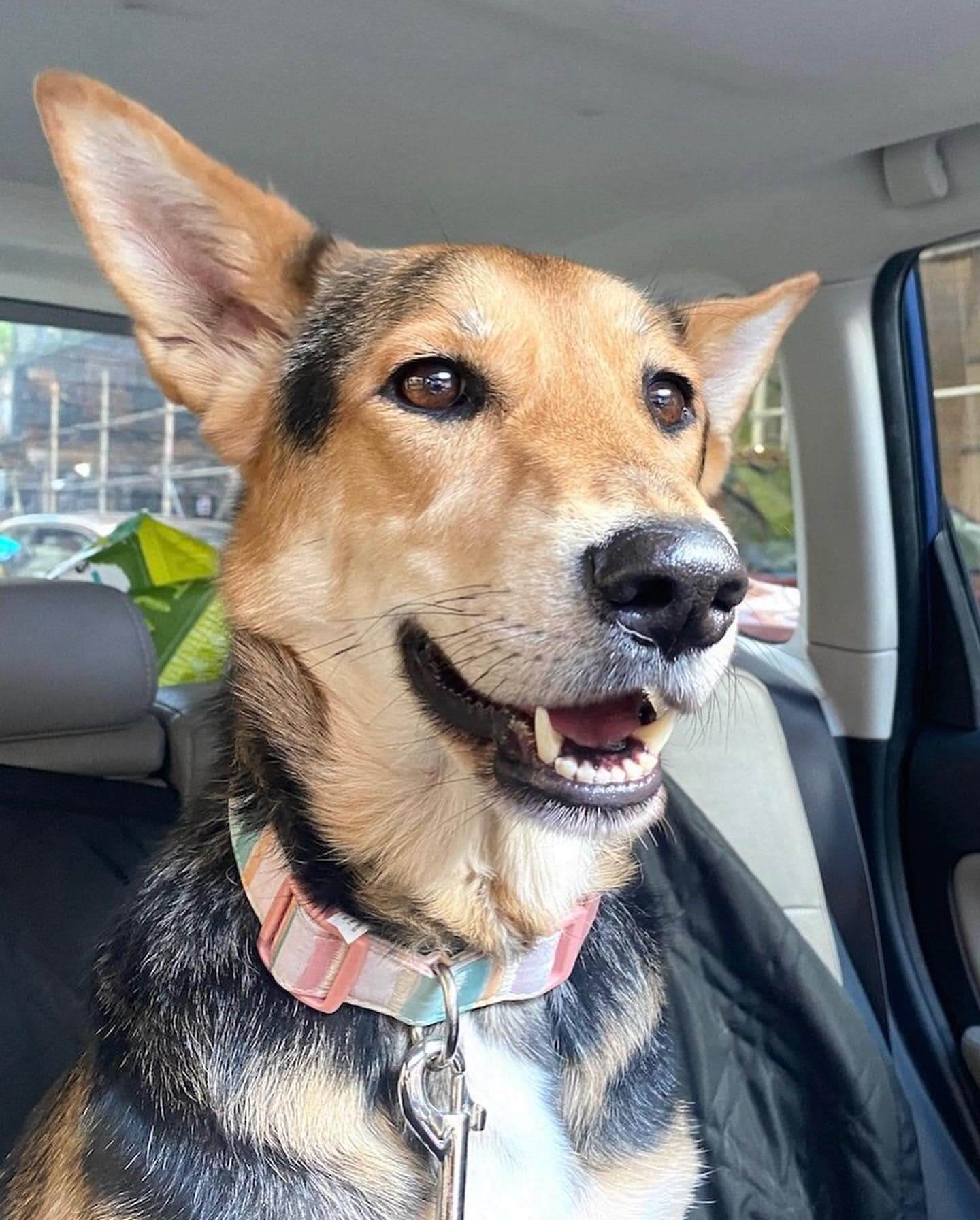 Rescue Hero Needed: Feline-Free Home for Emma in NJ