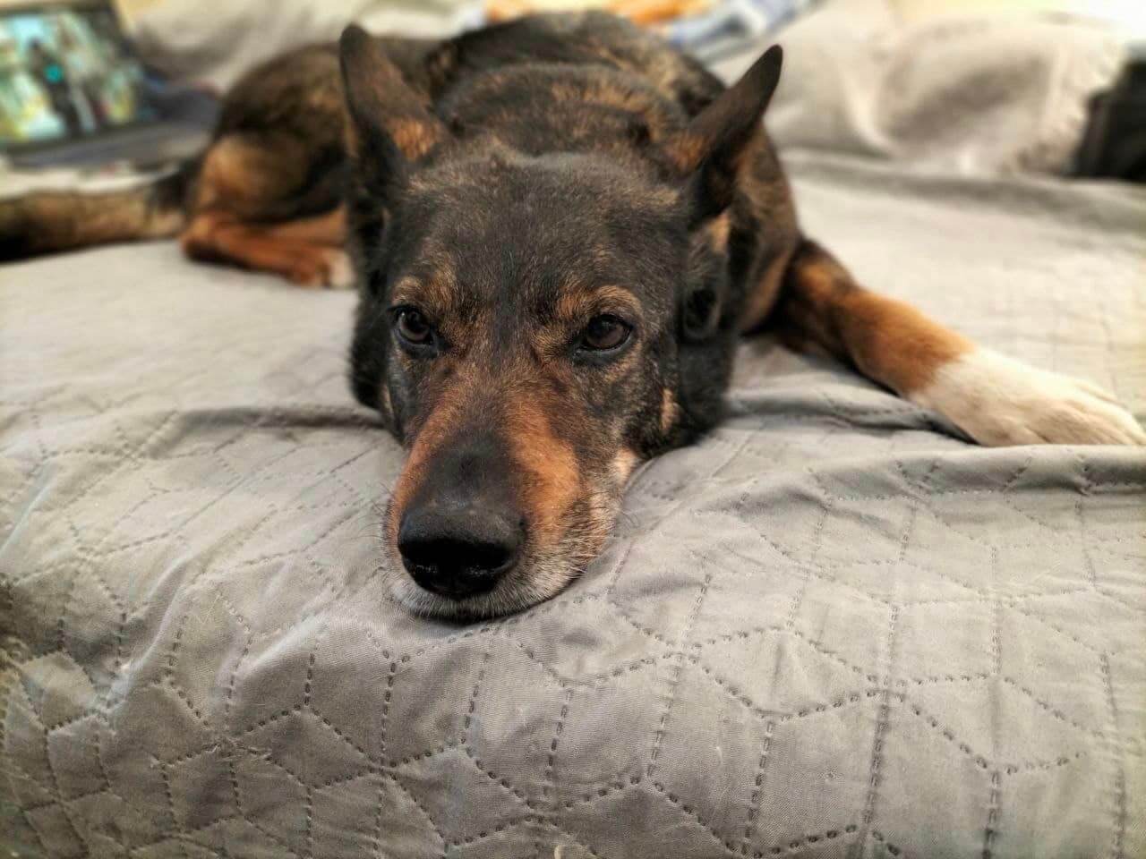 Join Ukraine Dog Rescue: Saving Dogs Together