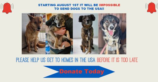 Urgent: Save Four Dogs Before CDC Ban on August 1st